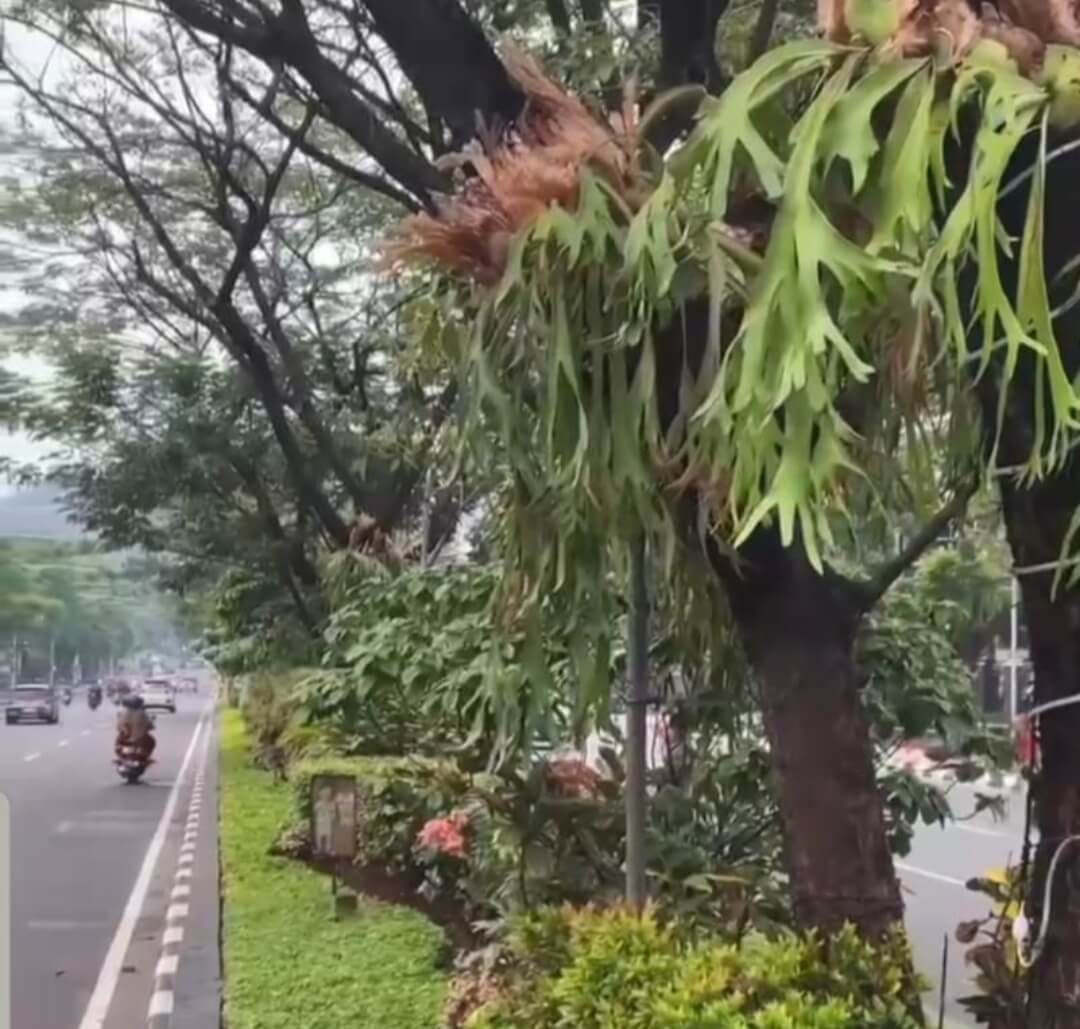 Jalan Pahlawan Makin Cantik dengan Tanaman Tanduk Rusa